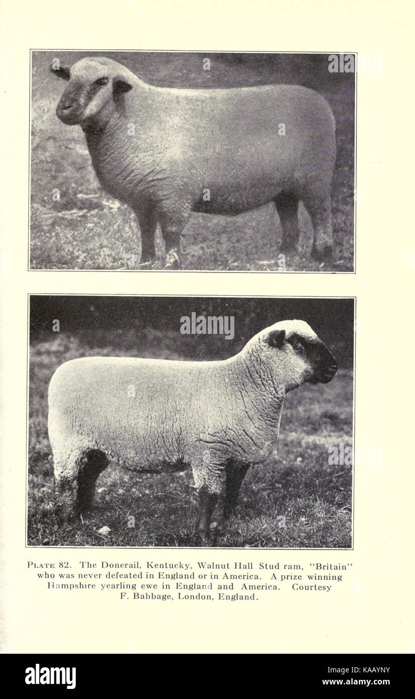 Sheep management BHL21743620 Stock Photo - Alamy