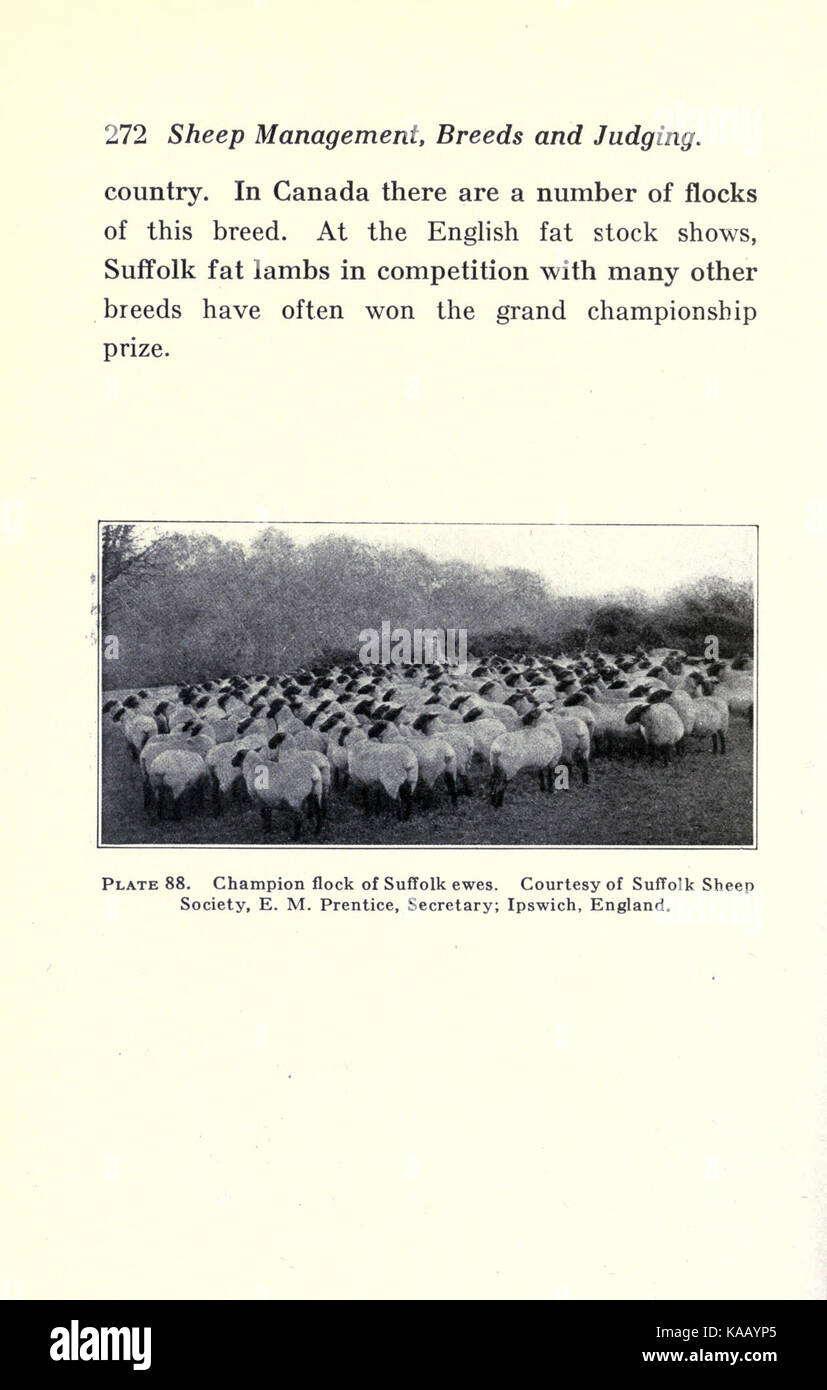 Sheep management BHL21743633 Stock Photo - Alamy