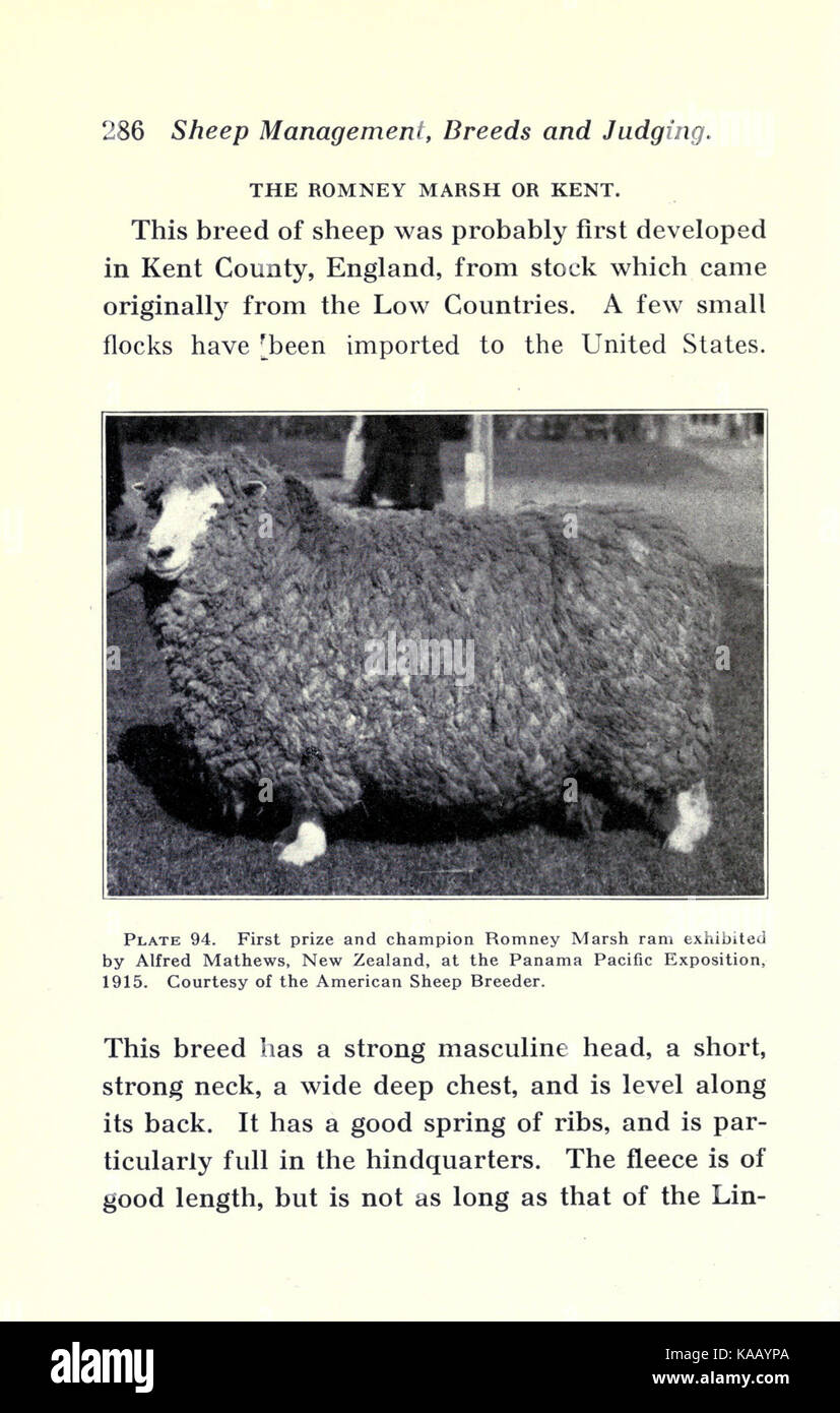 Sheep management BHL21743647 Stock Photo - Alamy