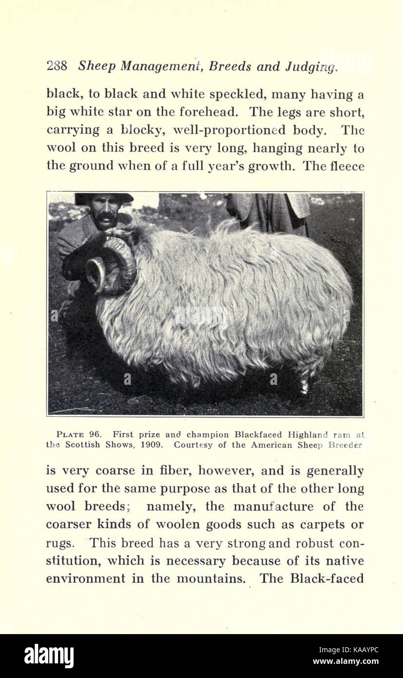 Sheep management BHL21743649 Stock Photo - Alamy