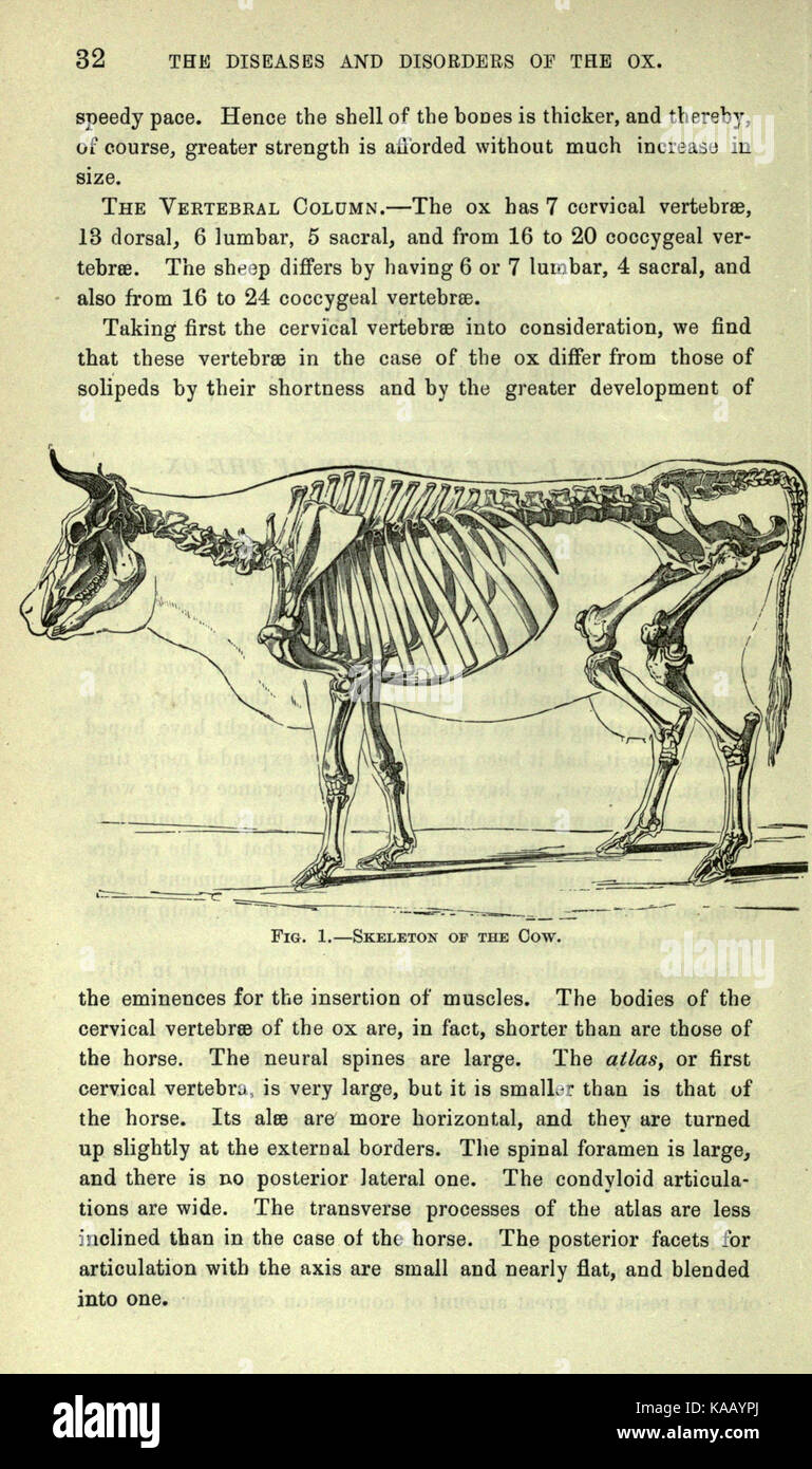 The diseases and disorders of the ox (Page 32) BHL21012547 Stock Photo ...