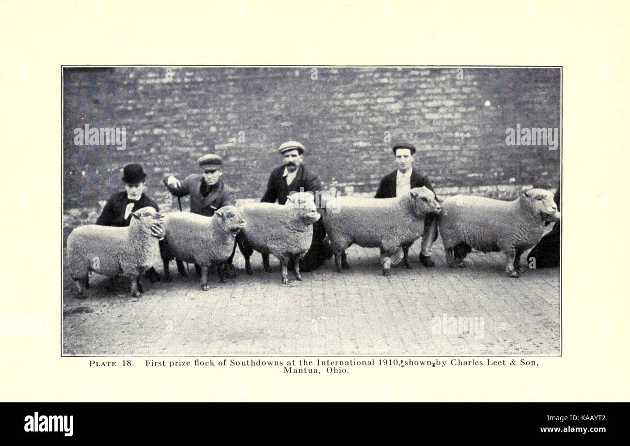 Sheep management BHL21743407 Stock Photo - Alamy