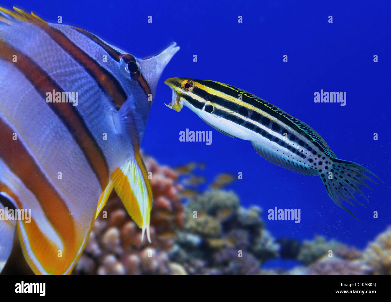 Fish Fauna High Resolution Stock Photography and Images - Alamy