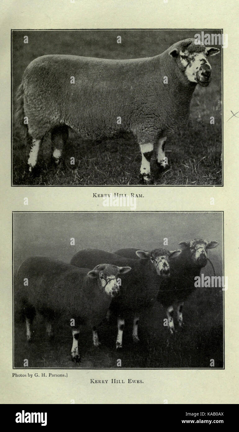 Historical sheep farm hi-res stock photography and images - Alamy
