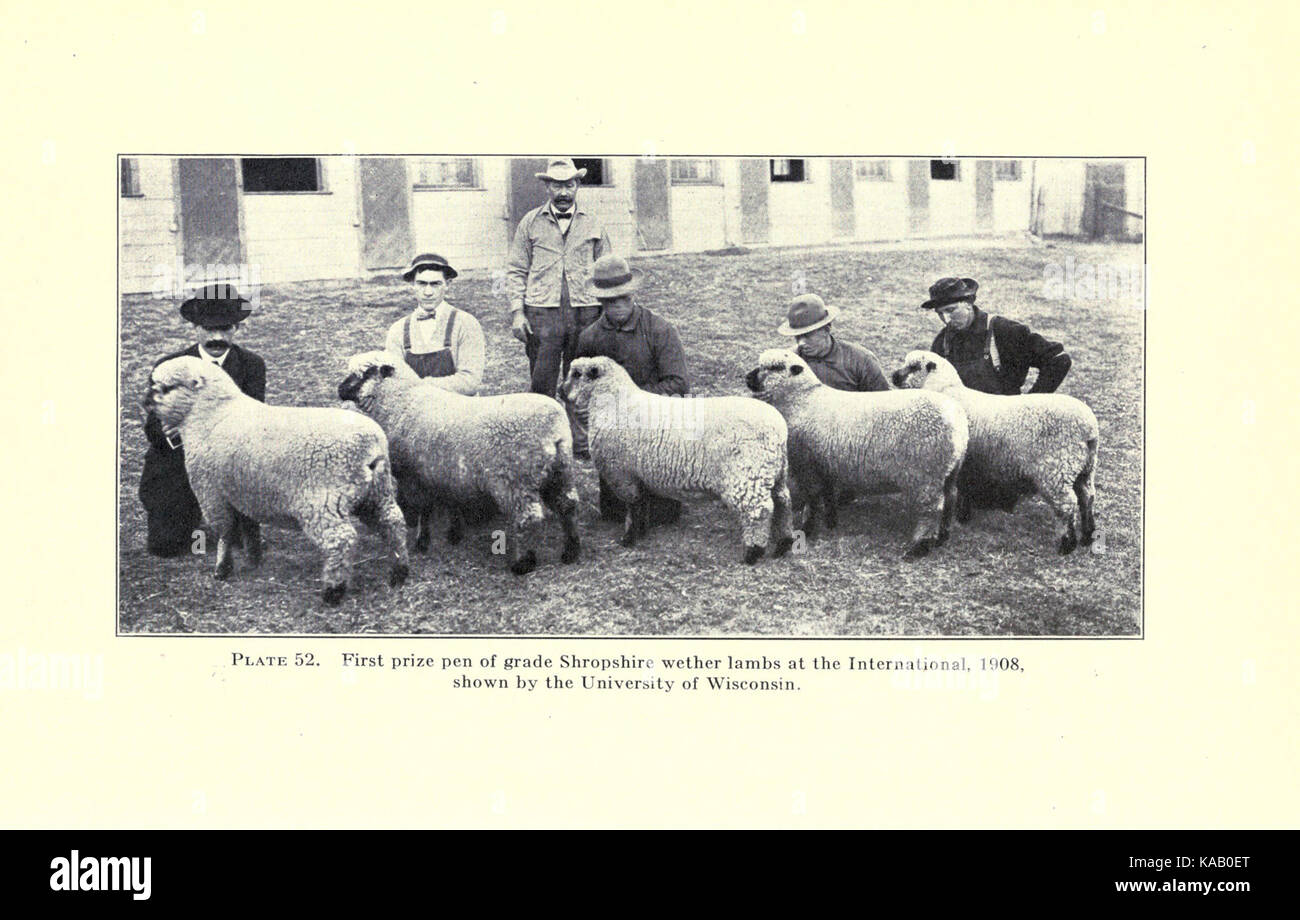 Sheep management BHL21743537 Stock Photo - Alamy