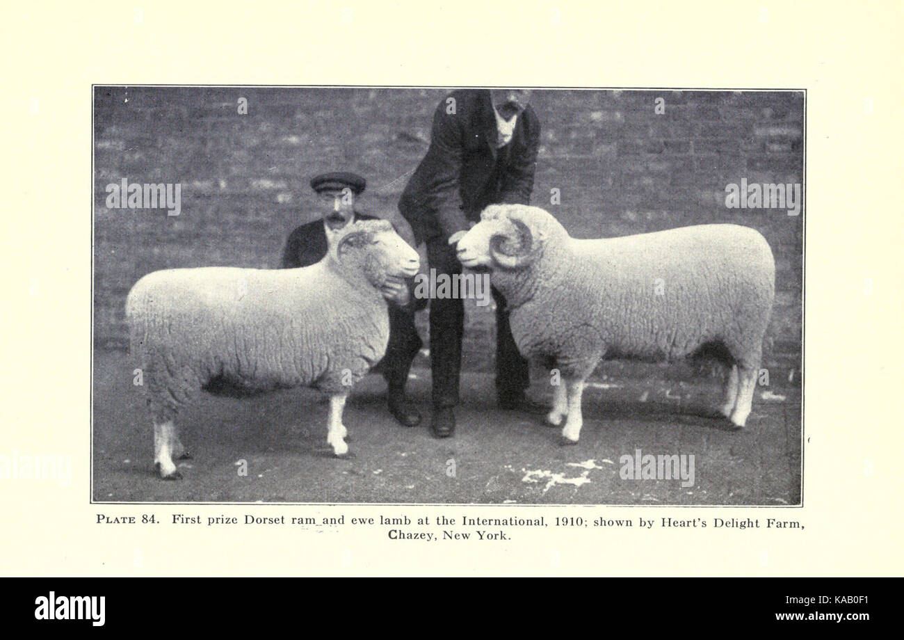 Sheep management BHL21743625 Stock Photo - Alamy
