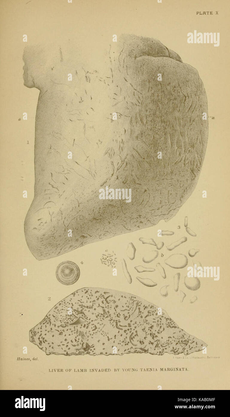 The animal parasites of sheep BHL9790460 Stock Photo - Alamy