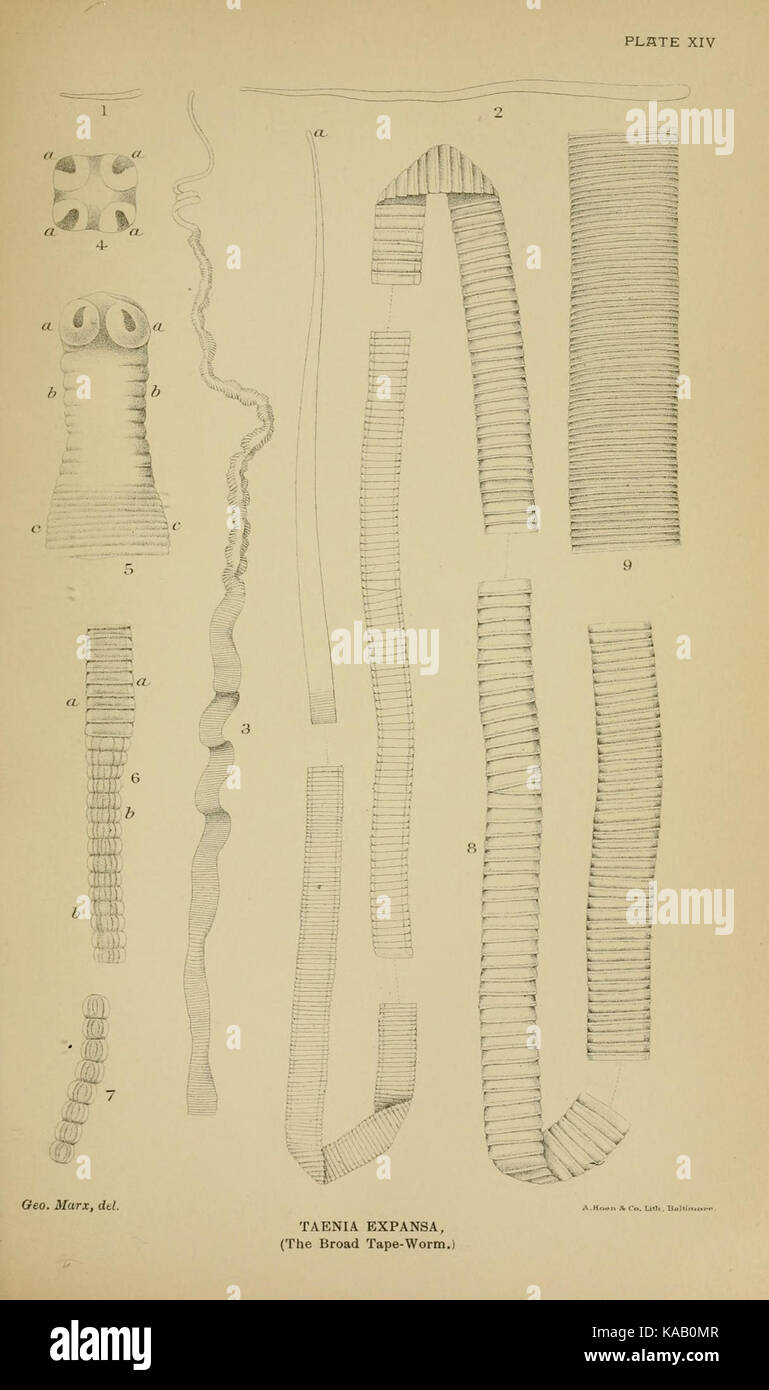 The animal parasites of sheep BHL9790510 Stock Photo - Alamy