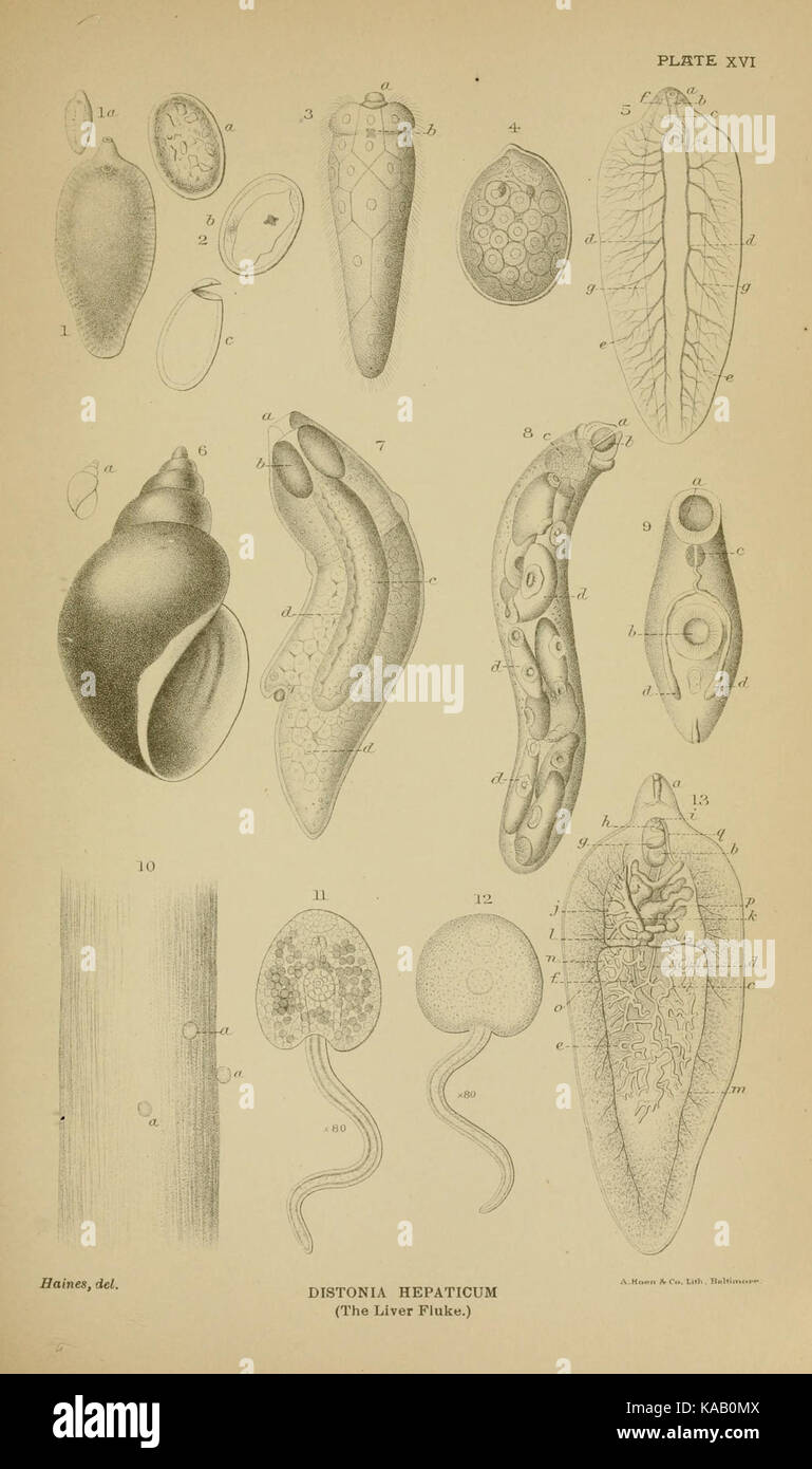 The animal parasites of sheep BHL9790526 Stock Photo - Alamy