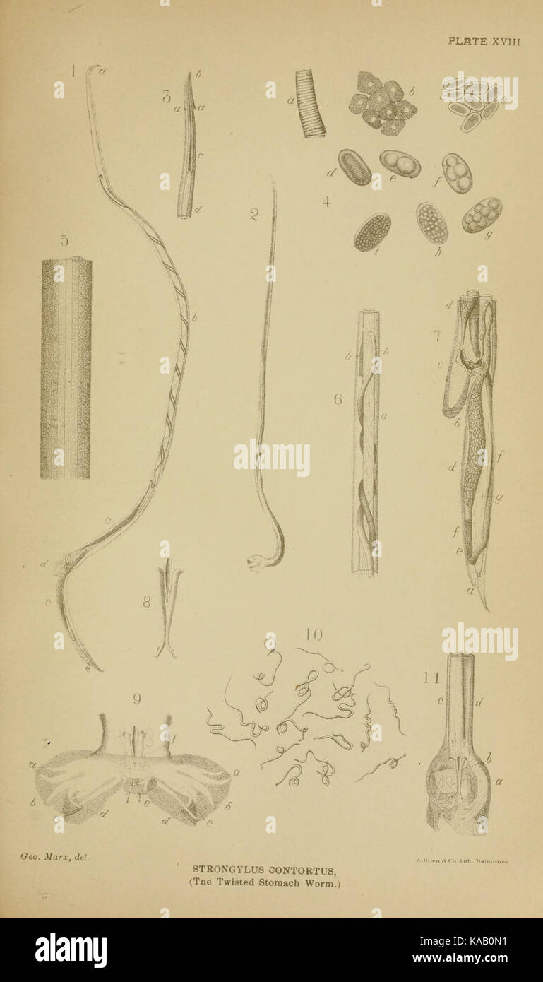 The animal parasites of sheep BHL9790538 Stock Photo - Alamy