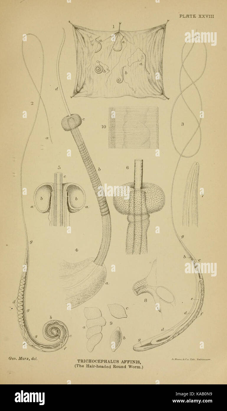 The animal parasites of sheep BHL9790598 Stock Photo - Alamy