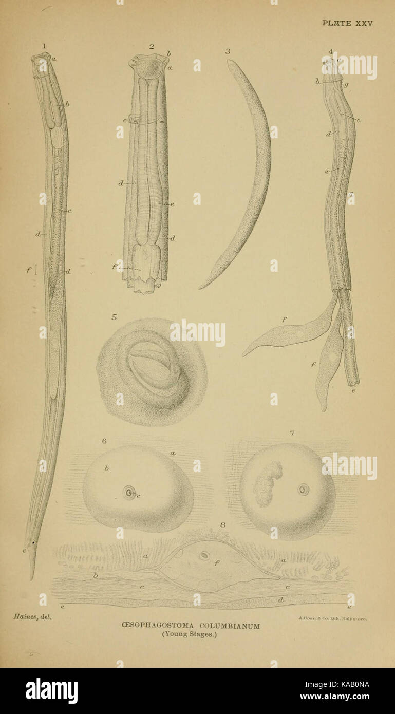 The animal parasites of sheep BHL9790584 Stock Photo - Alamy