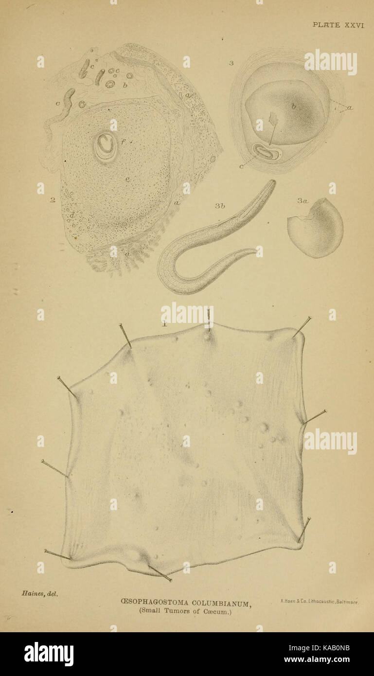 The animal parasites of sheep BHL9790588 Stock Photo - Alamy