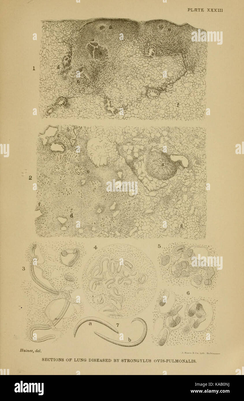The animal parasites of sheep BHL9790624 Stock Photo - Alamy