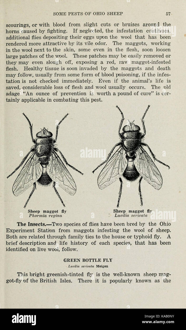 An illustration from 'Some Pests of Ohio Sheep,' detailing common pests ...