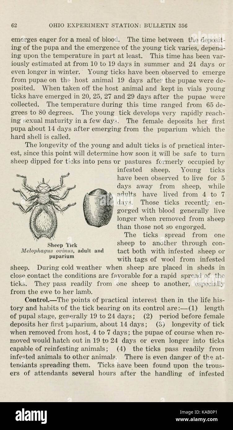 Some pests of Ohio sheep (Page 62) BHL24199103 Stock Photo - Alamy