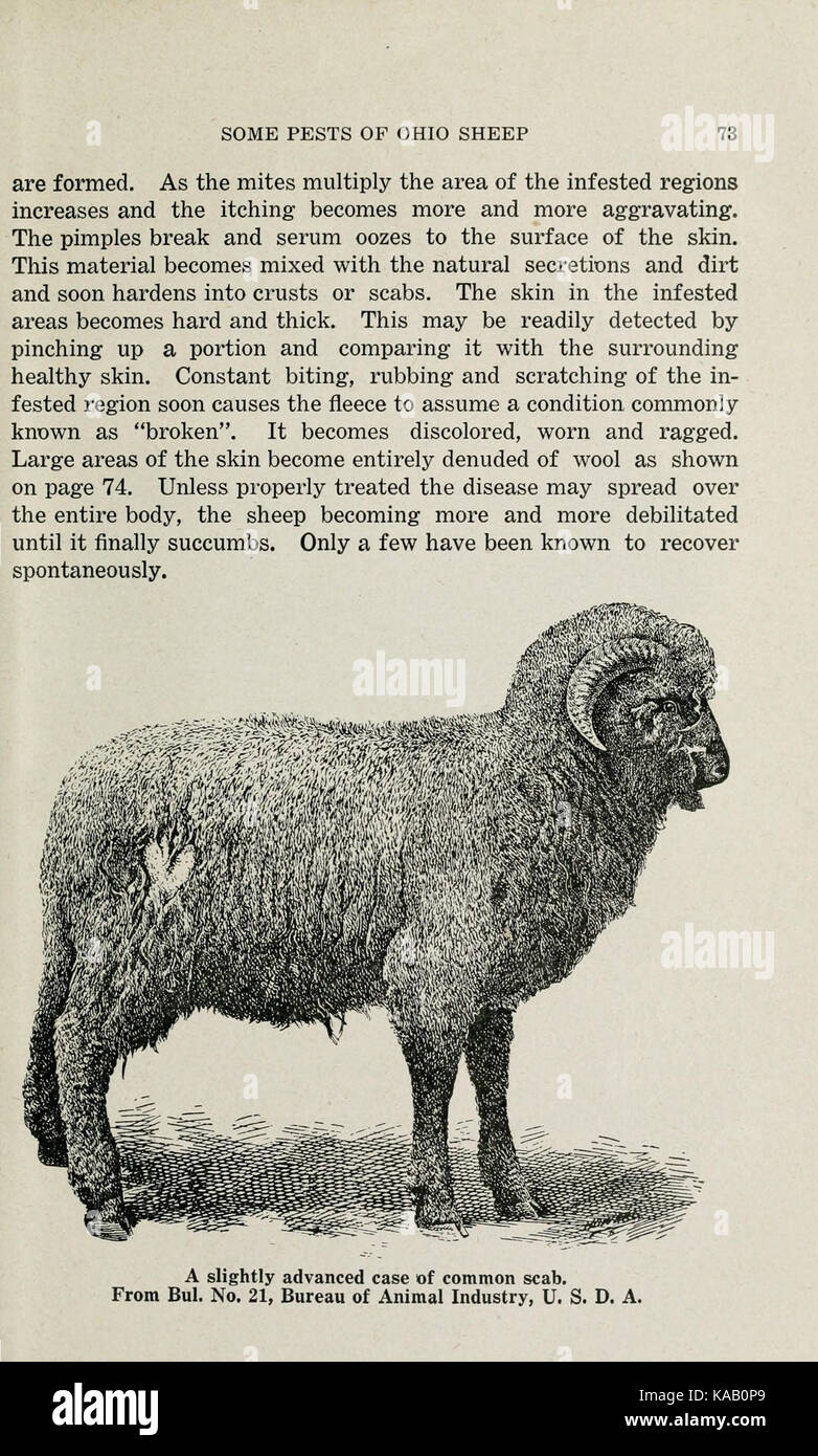 Some pests of Ohio sheep (Page 73) BHL24199090 Stock Photo - Alamy