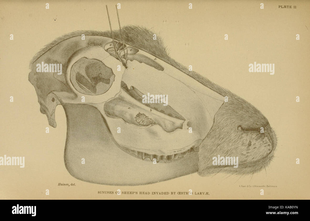 The animal parasites of sheep BHL9790398 Stock Photo - Alamy