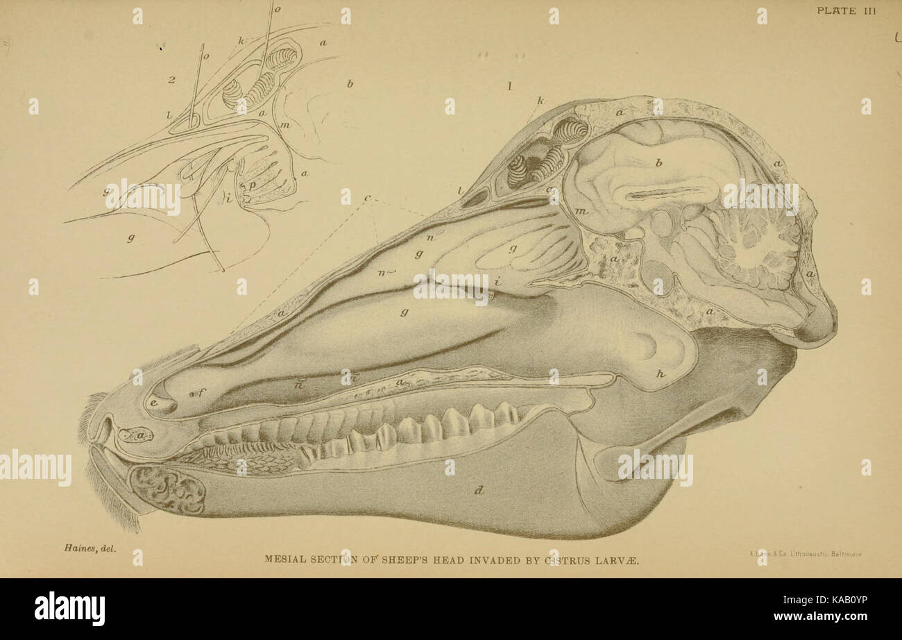 The animal parasites of sheep BHL9790402 Stock Photo - Alamy