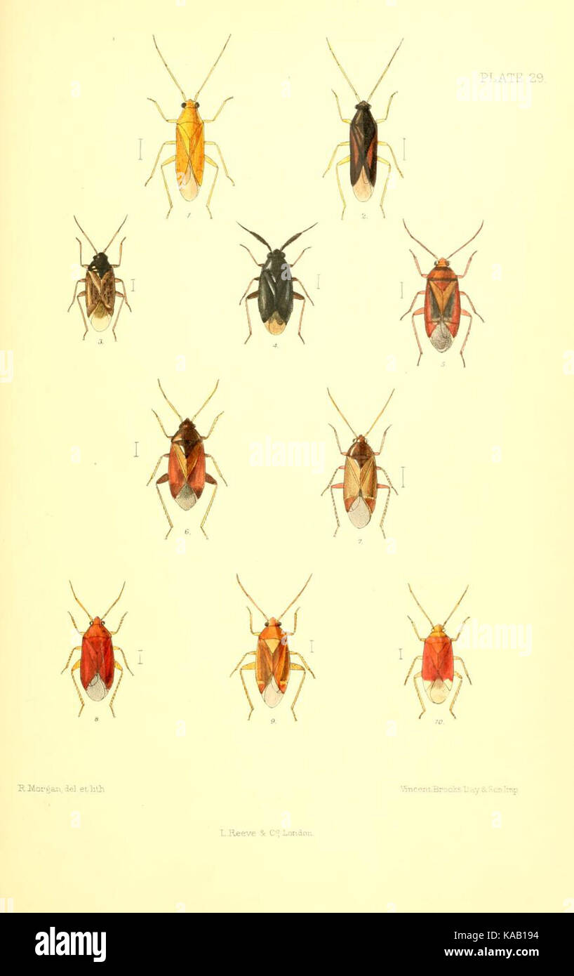 Hemiptera heteroptera insect hi-res stock photography and images - Alamy