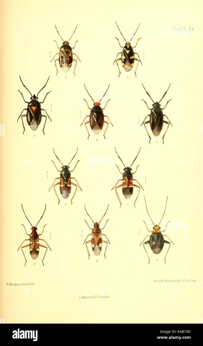 A scientific illustration from 'Saunders Hemiptera Heteroptera' showing ...
