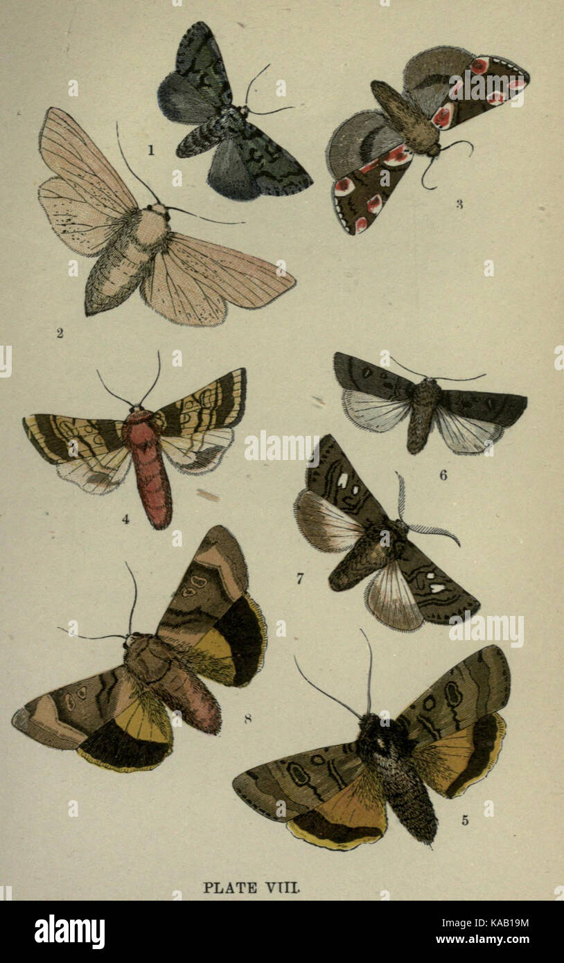 The common moths of England (Plate VIII) (BHL20045978 Stock Photo - Alamy