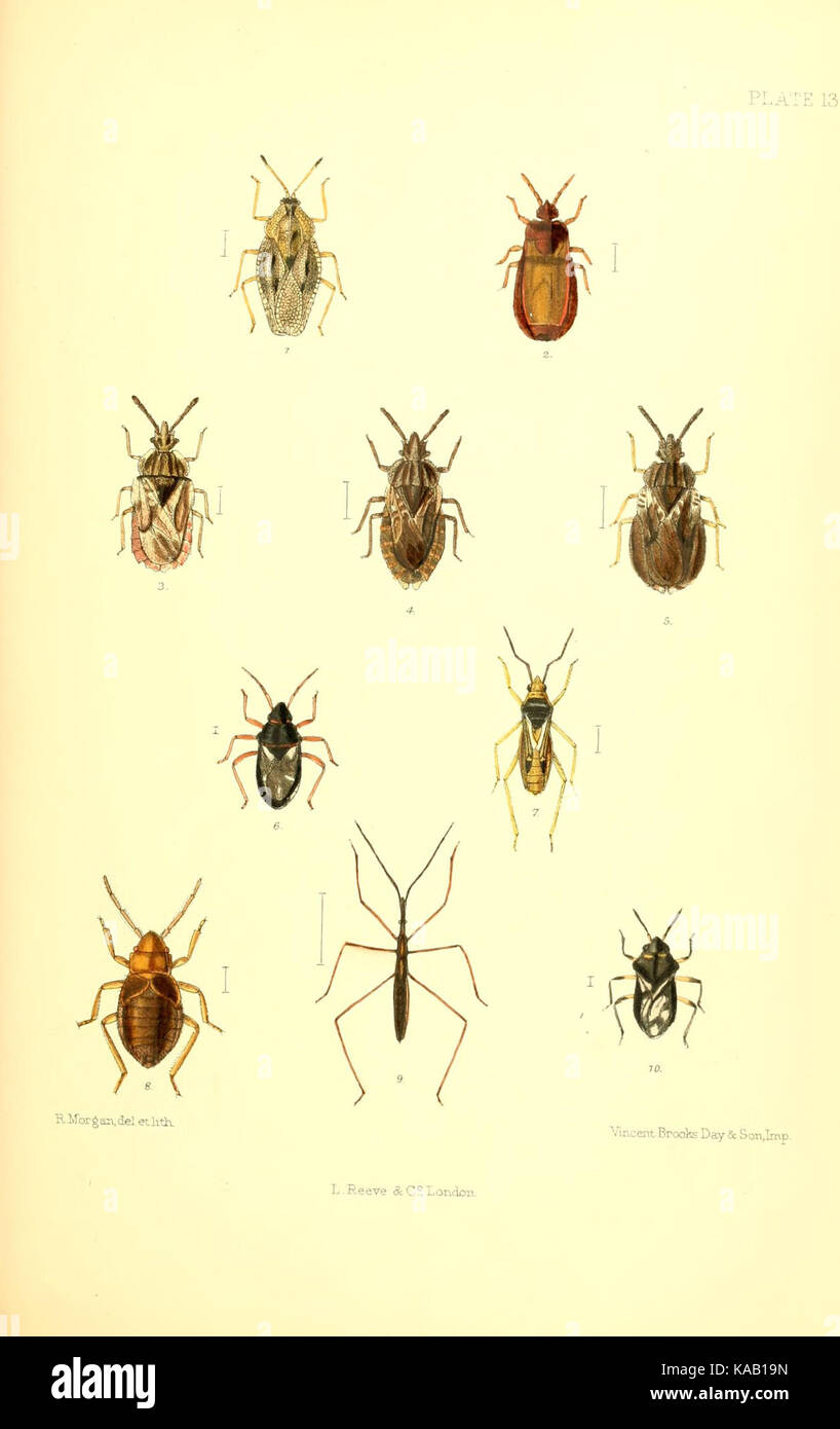 Detailed illustration displays various species hi-res stock photography ...