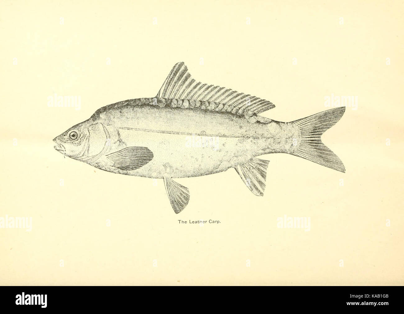 Leather carp hi-res stock photography and images - Alamy