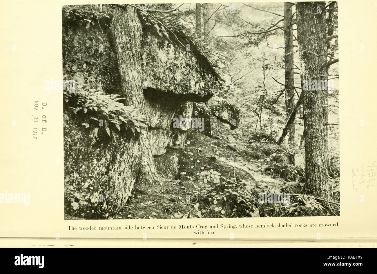 The Acadian forest BHL19779120 Stock Photo - Alamy