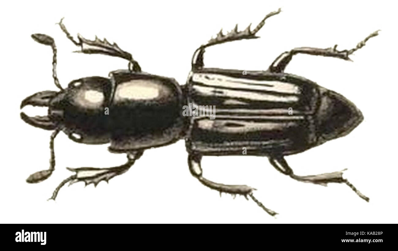 Histeroides hi-res stock photography and images - Alamy