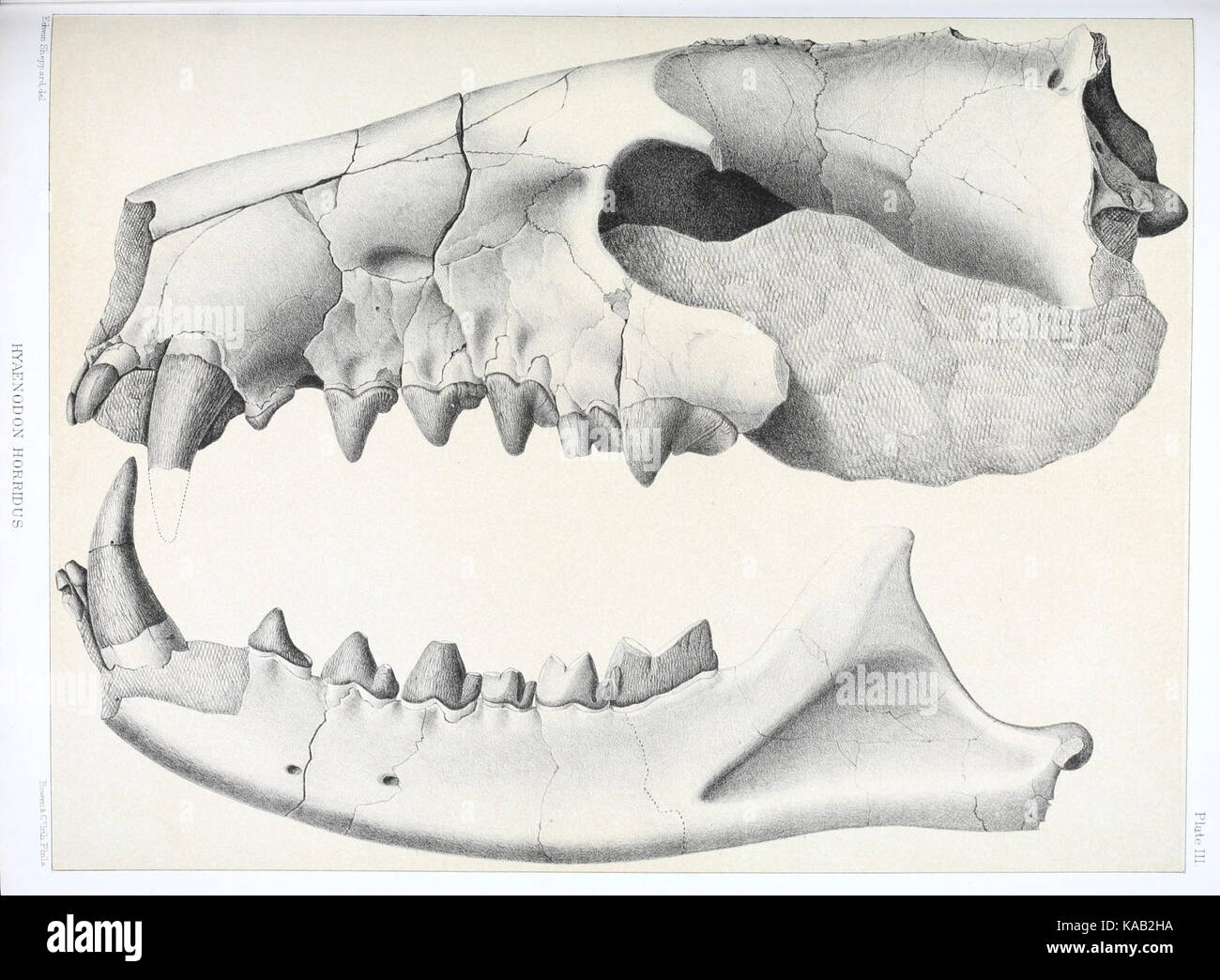 The extinct mammalian fauna of Dakota and Nebraska (Plate III ...
