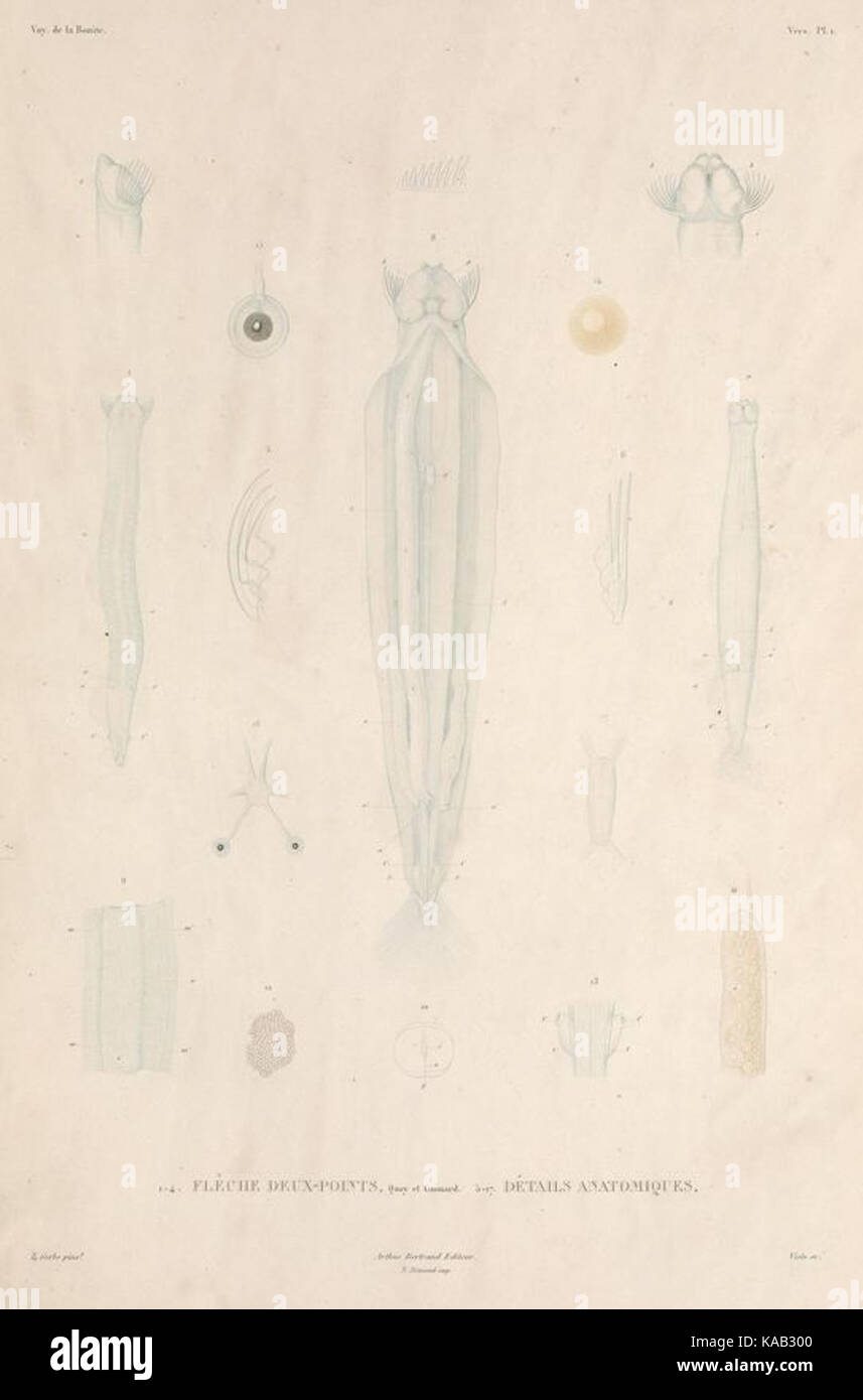 Sagitta bipunctata hi-res stock photography and images - Alamy