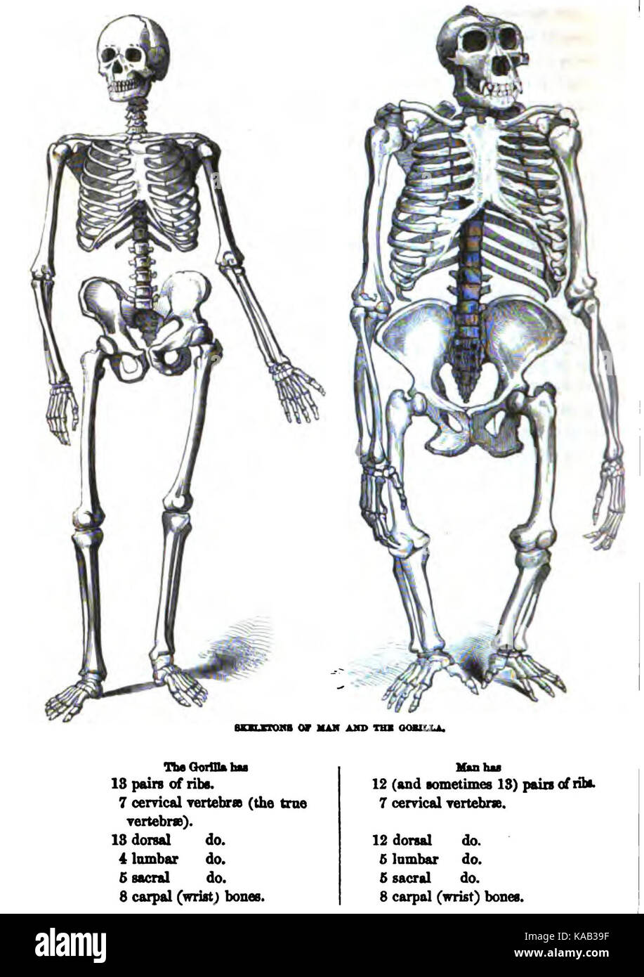 An anatomical comparison of the skeletons of humans and gorillas ...