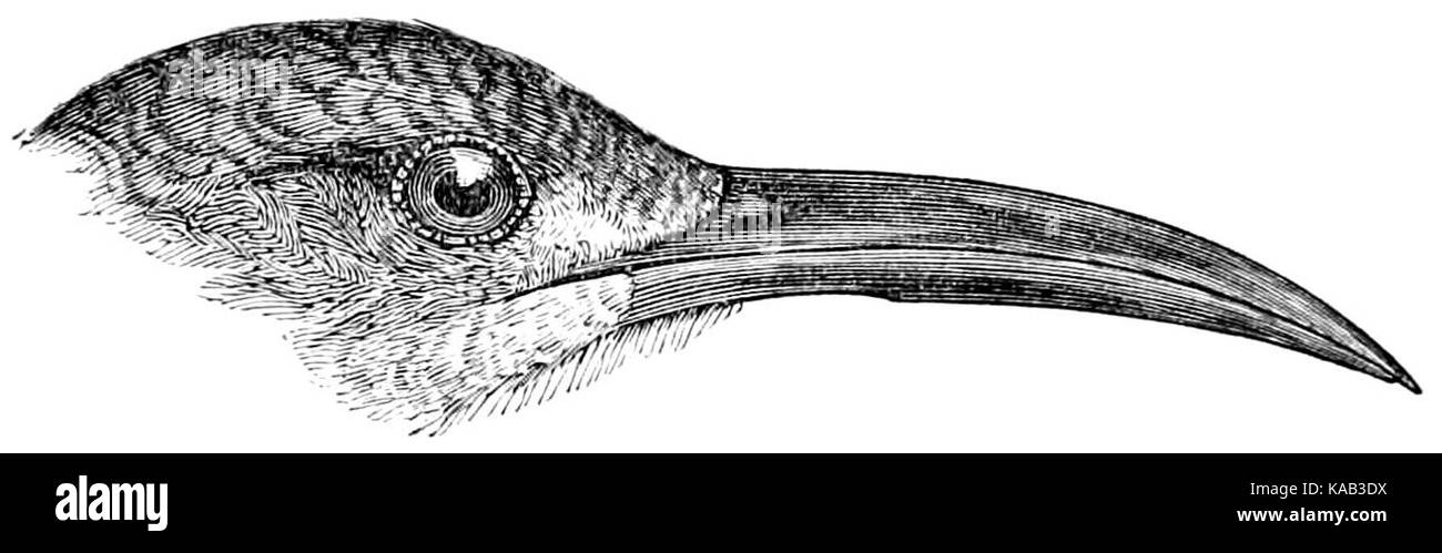 Bird species book Black and White Stock Photos & Images - Alamy