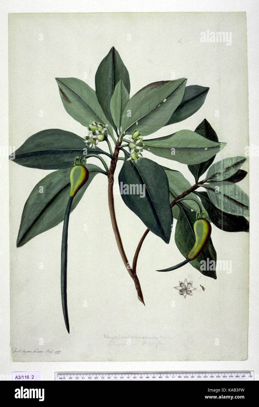 Rhizophora mucronata hi-res stock photography and images - Alamy