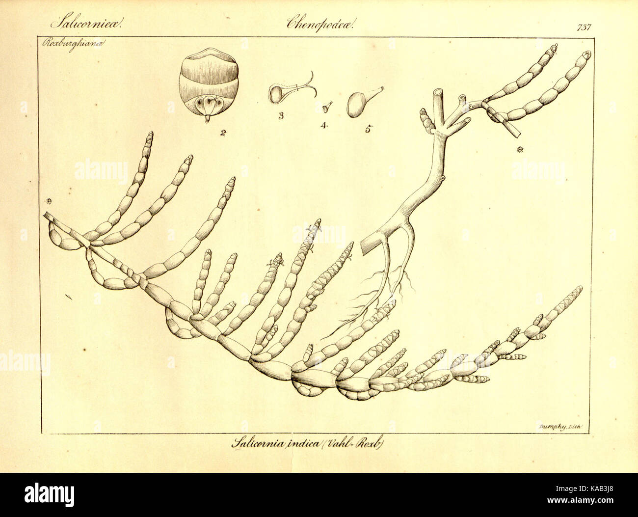 Tecticornia tecticornia hi-res stock photography and images - Alamy