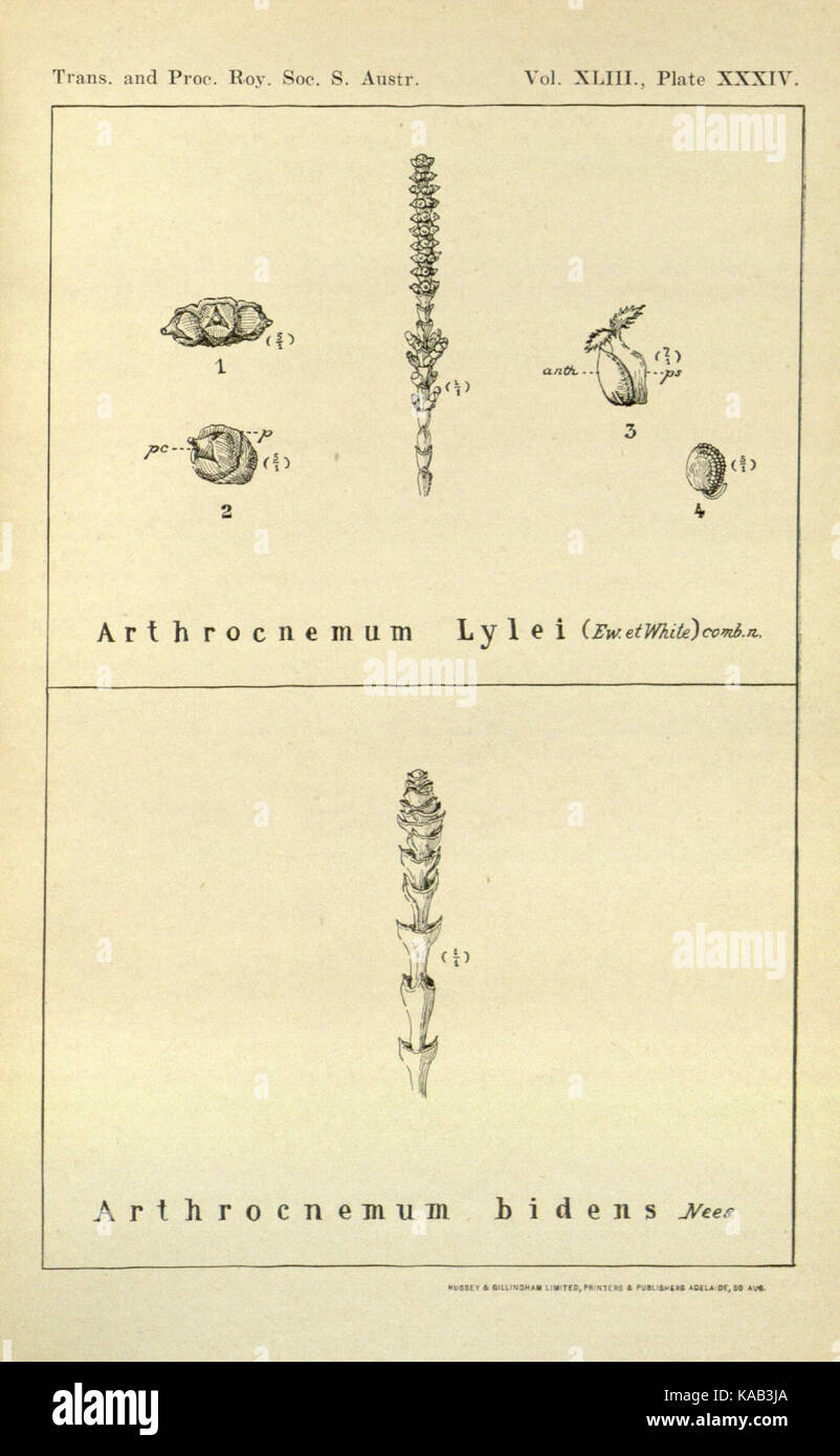 Tecticornia lylei, Tecticornia indica subsp bidens Stock Photo - Alamy