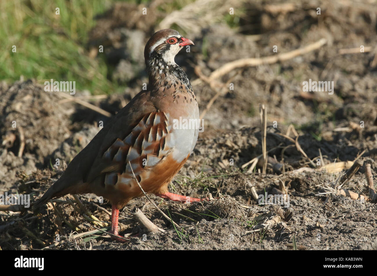 Red legged partridge walking hi-res stock photography and images - Alamy