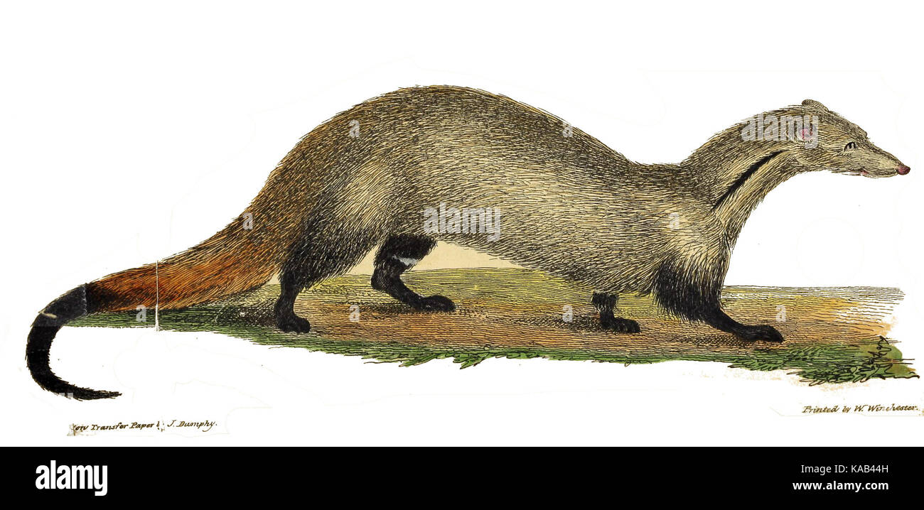 Wildlife mongoose Cut Out Stock Images & Pictures - Alamy