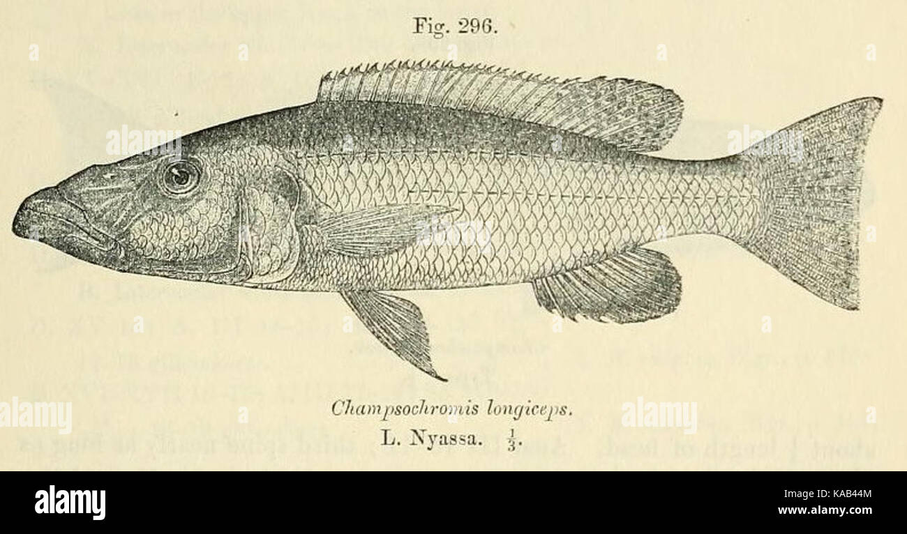 Longiceps hi-res stock photography and images - Alamy