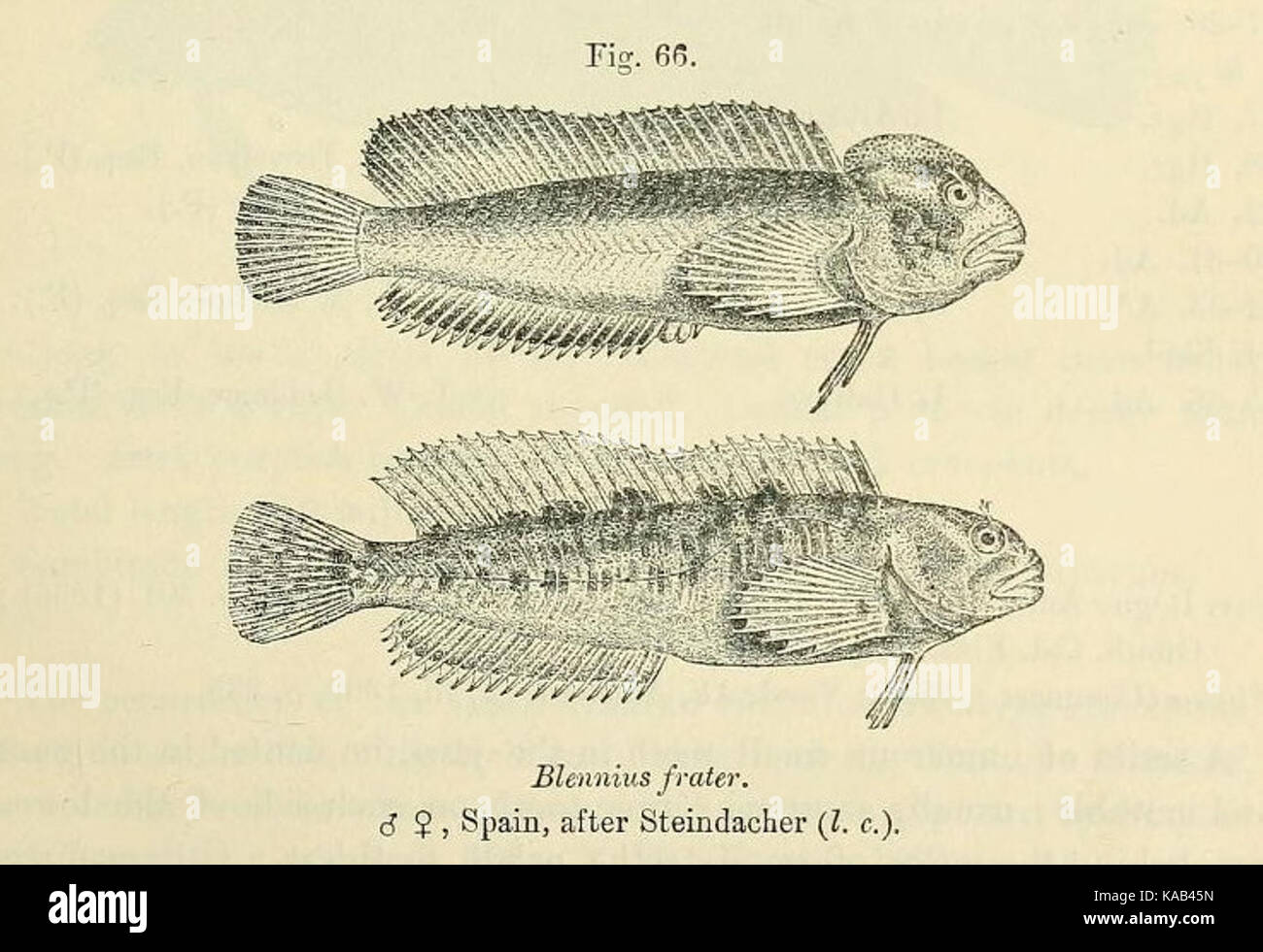 Salaria fluviatilis hi-res stock photography and images - Alamy