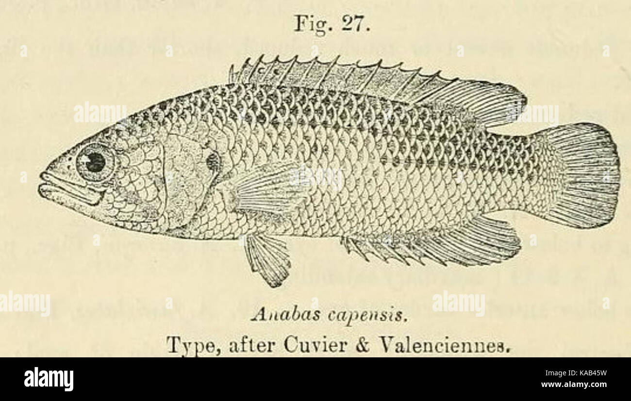 South africa fish species hi-res stock photography and images - Alamy