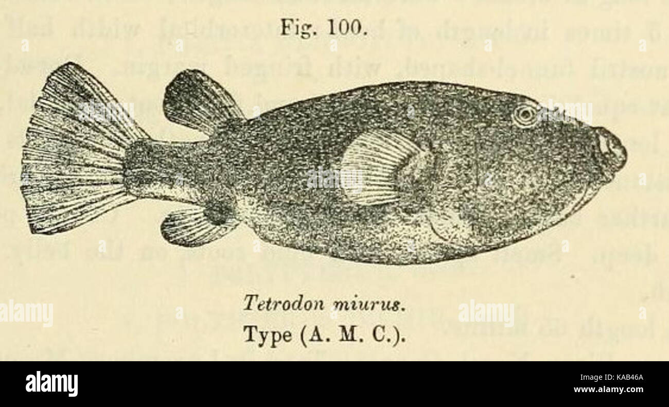 Tetraodon hi-res stock photography and images - Alamy