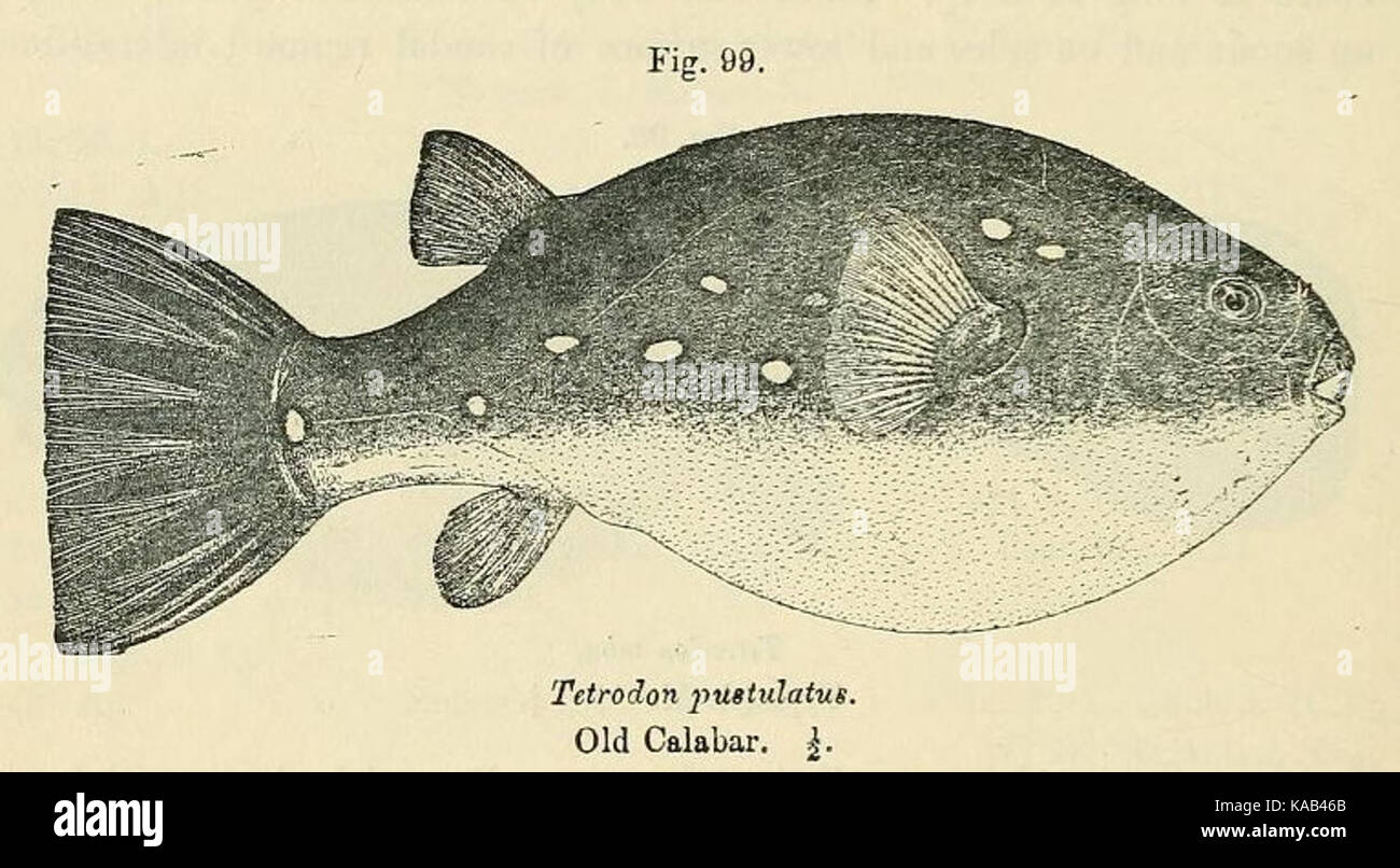 Tetraodon pustulatus hi-res stock photography and images - Alamy