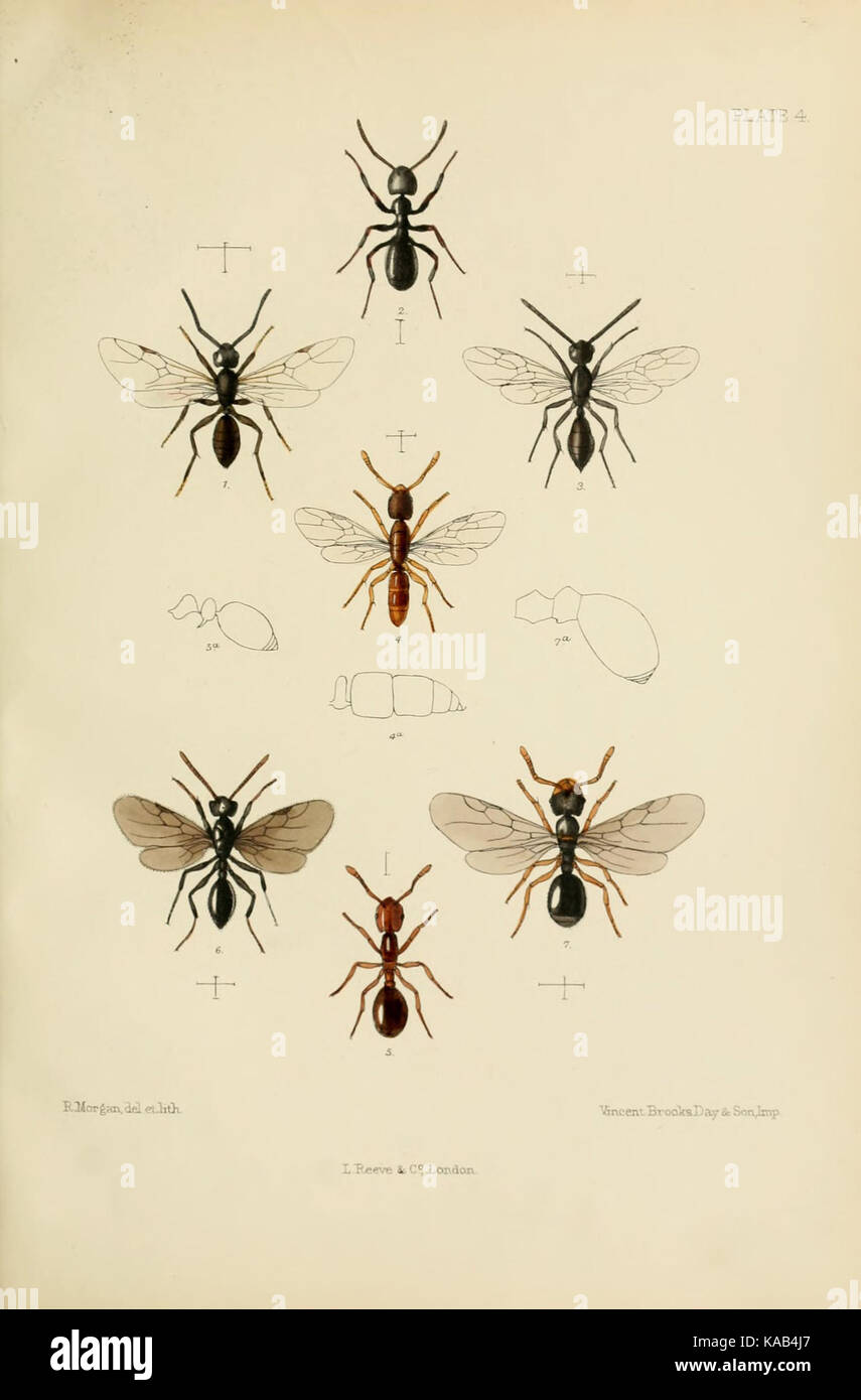 'Saunders Hymenoptera Aculeata Plate 43' refers to an illustration from ...