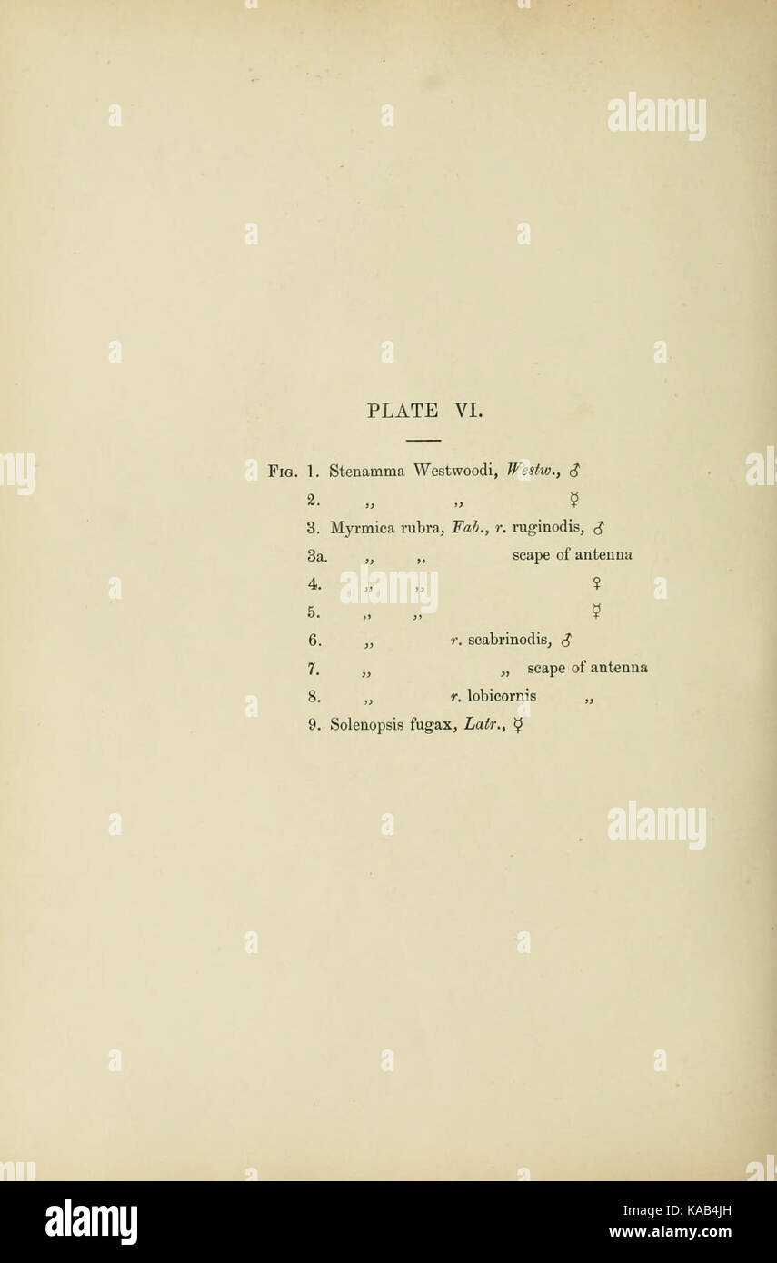 Aculeate hi-res stock photography and images - Alamy