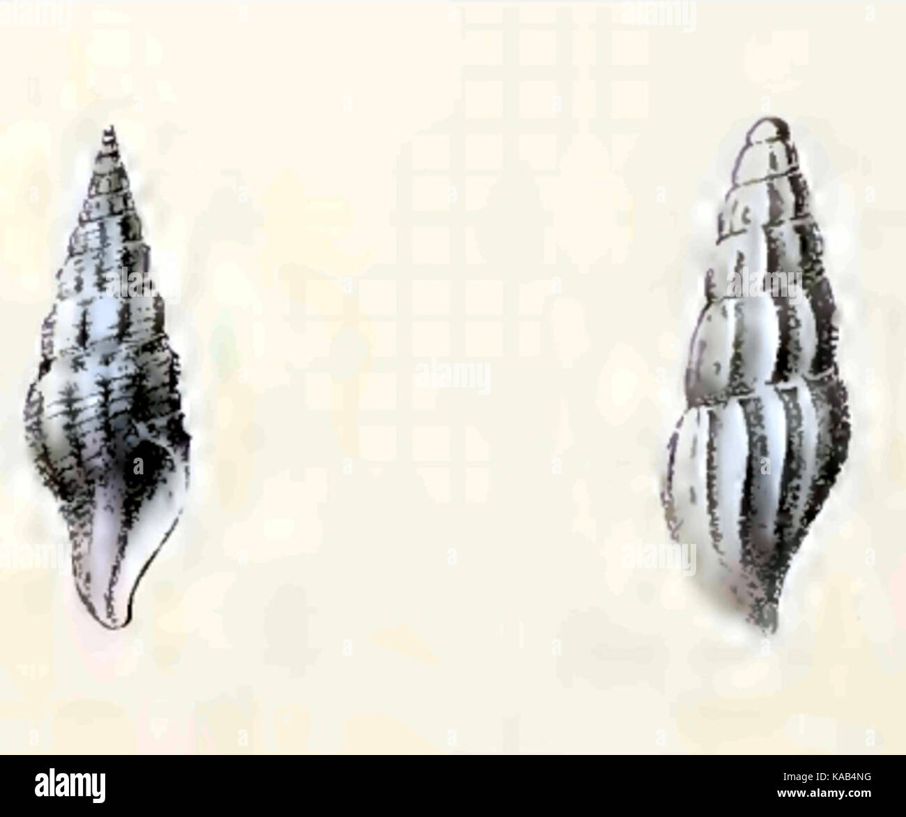 Syntomodrillia hypsela 001 Stock Photo - Alamy