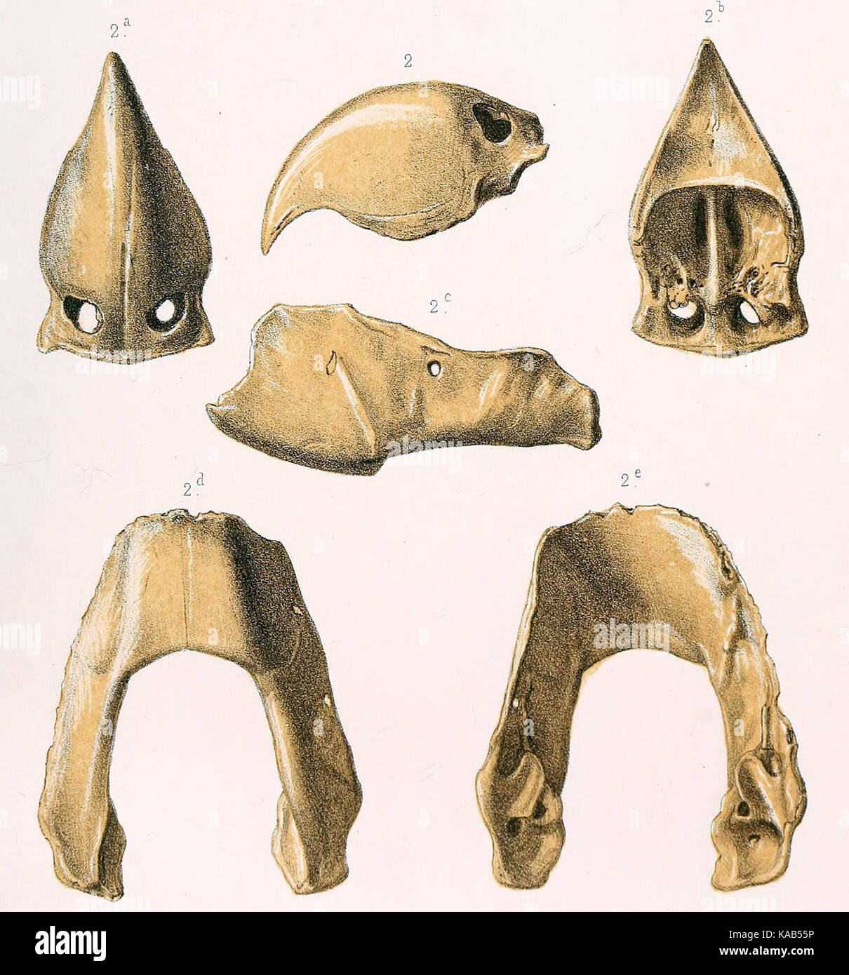 Rodrigues parrot hi-res stock photography and images - Alamy