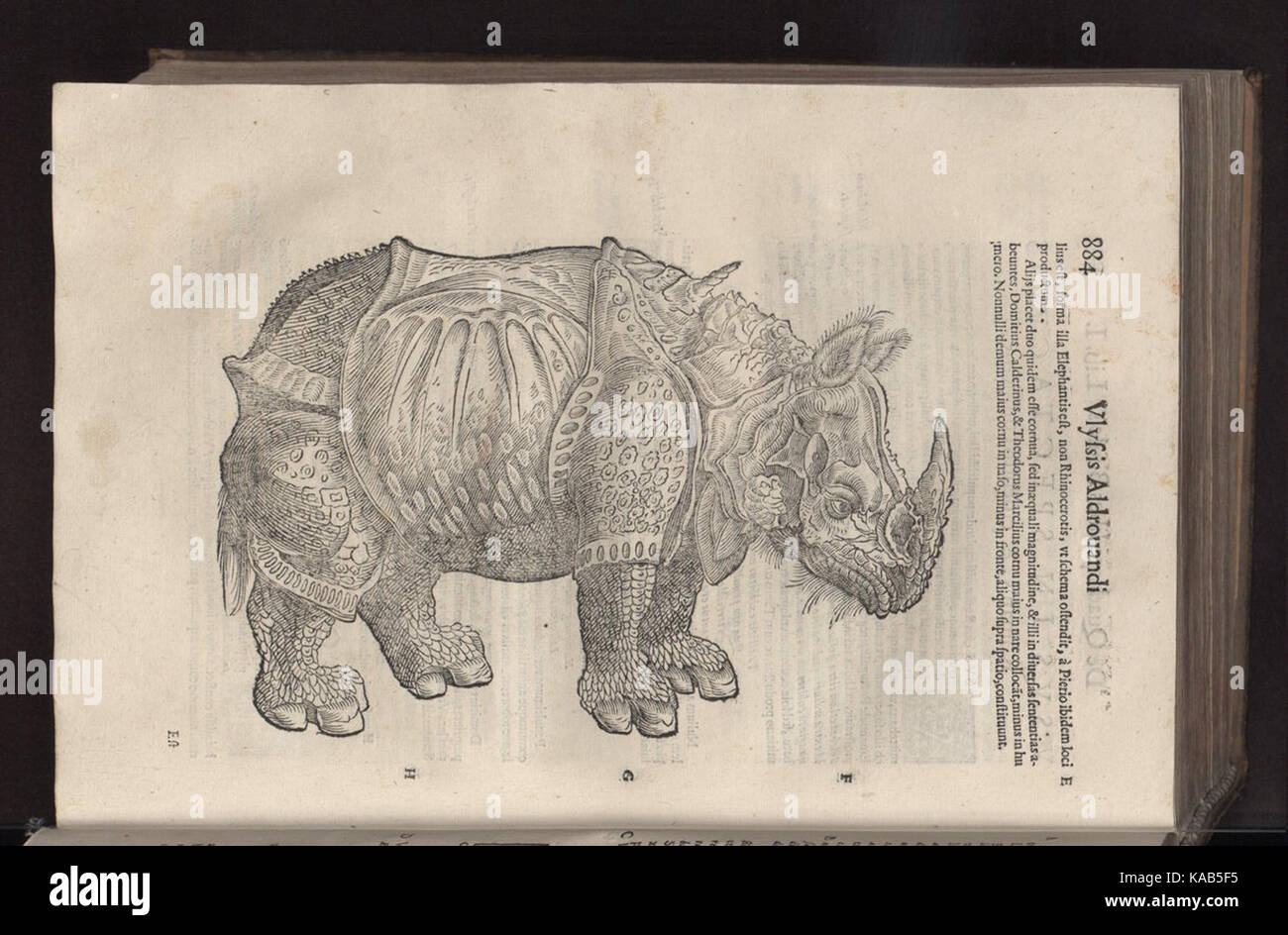 Rhinoceros Aldrovandi Stock Photo - Alamy