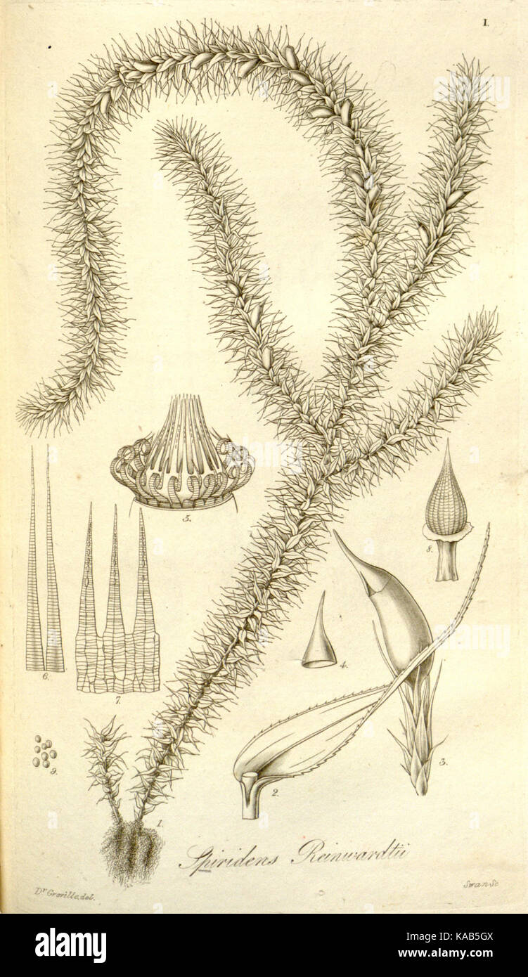 A botanical illustration of Spiridens reinwardtii, a species of moss ...